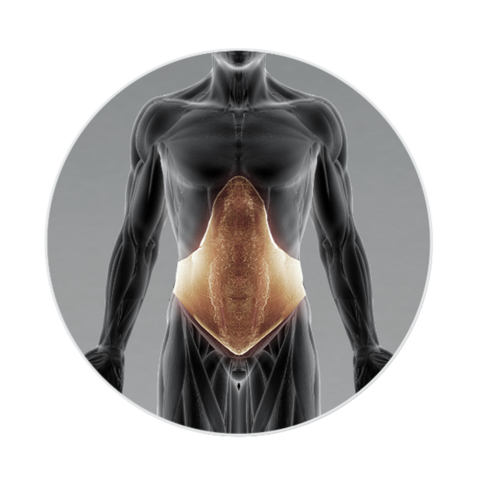 The Science Behind Optimal Sports Performance – Core Energy Belt